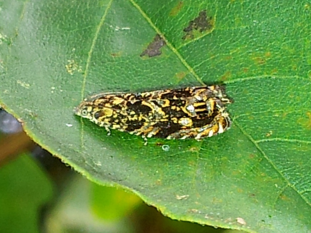 Cherry Bark Tortrix | NatureSpot