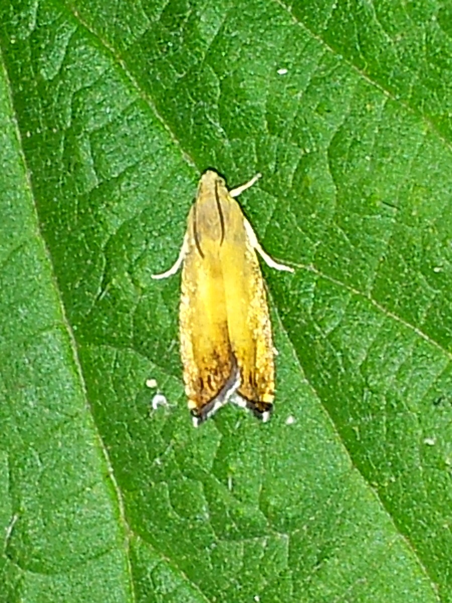 Pammene aurita | NatureSpot