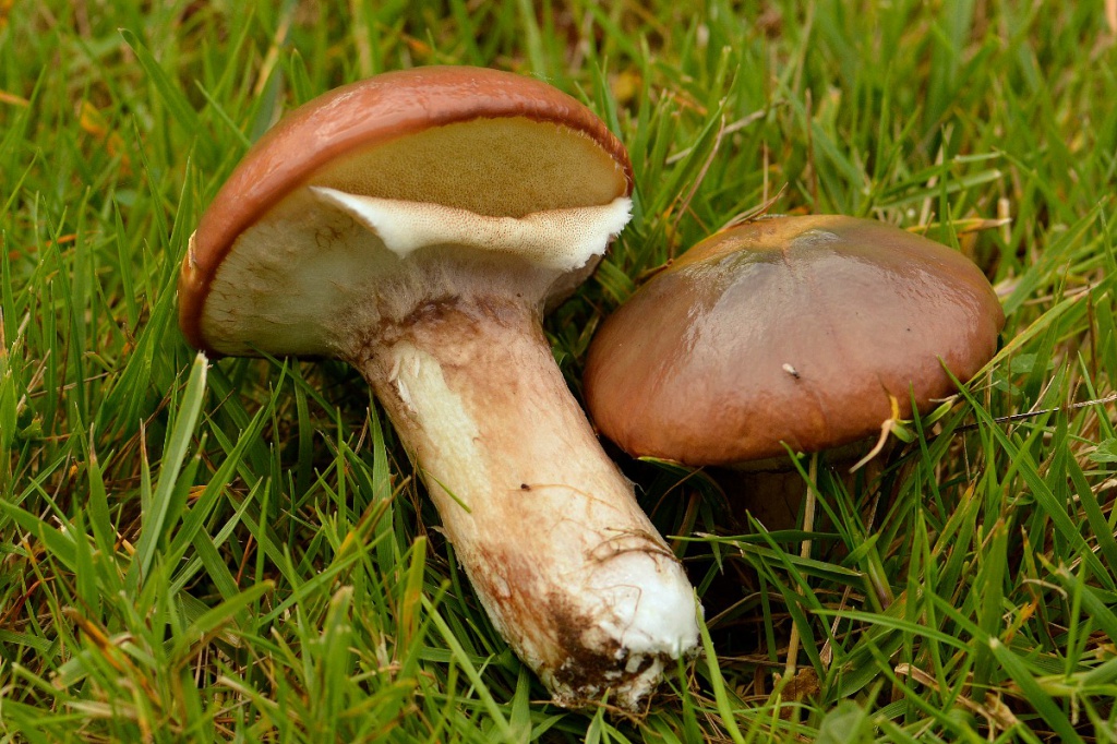 Slippery Jack | NatureSpot