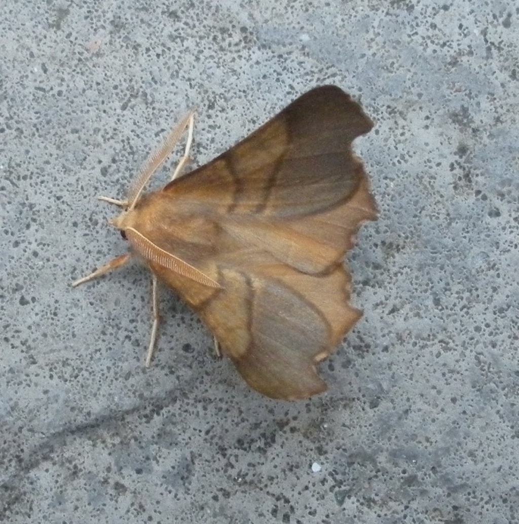 Dusky Thorn | NatureSpot