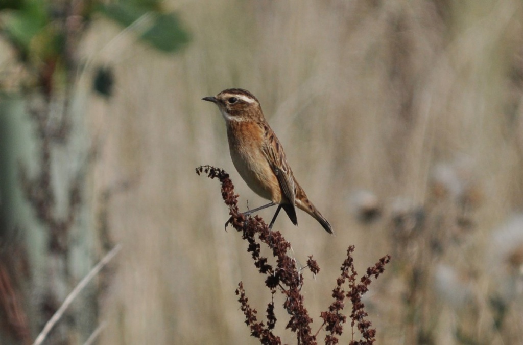 Whinchat | NatureSpot