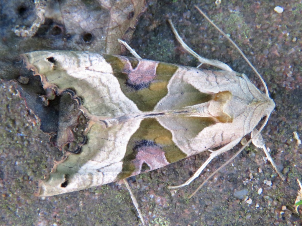 Angle Shades | NatureSpot