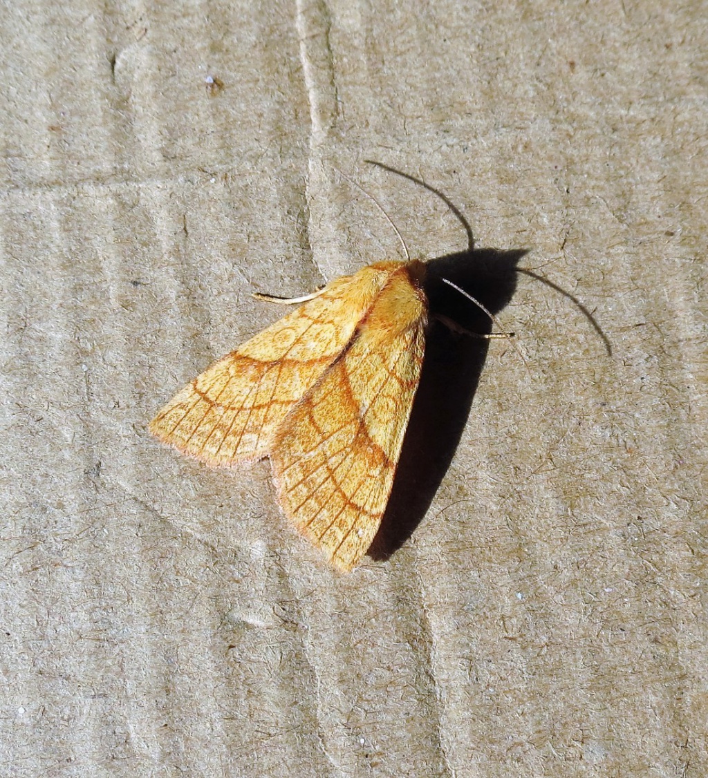 Orange Sallow | NatureSpot