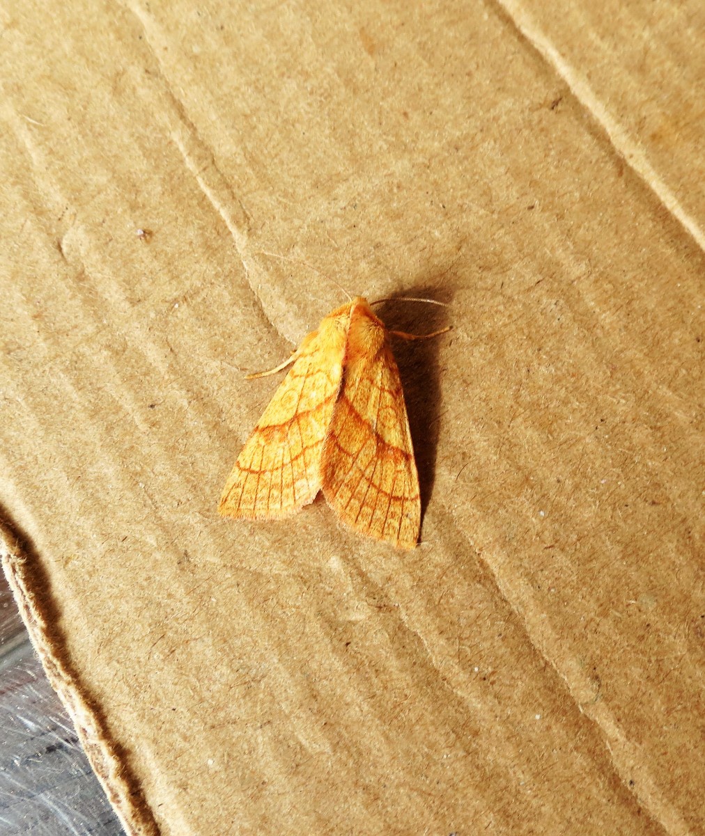 Orange Sallow | NatureSpot