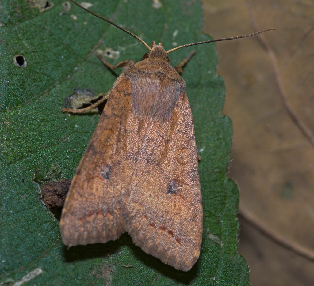 The Brick | NatureSpot