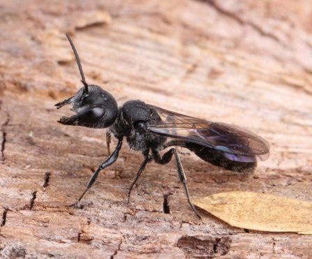 Mournful Wasp | NatureSpot