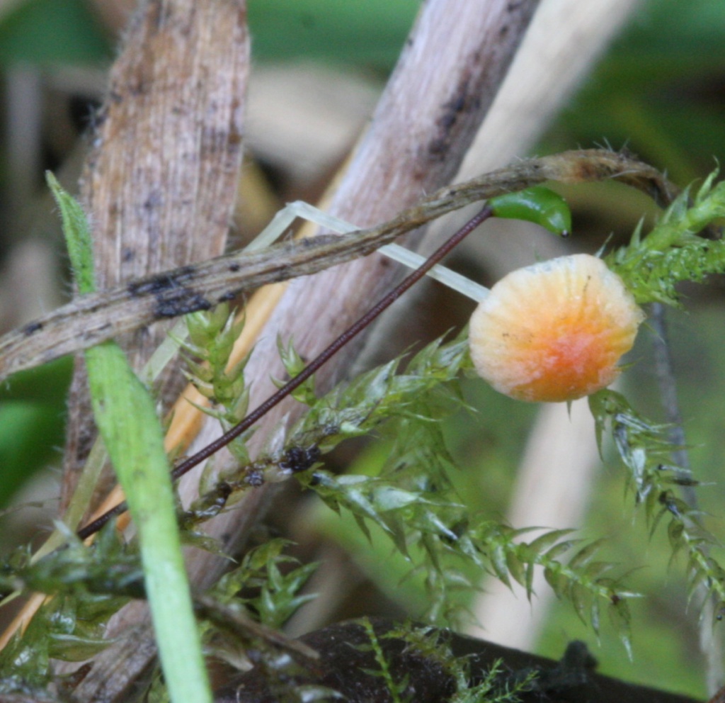 Orange Bonnet | NatureSpot