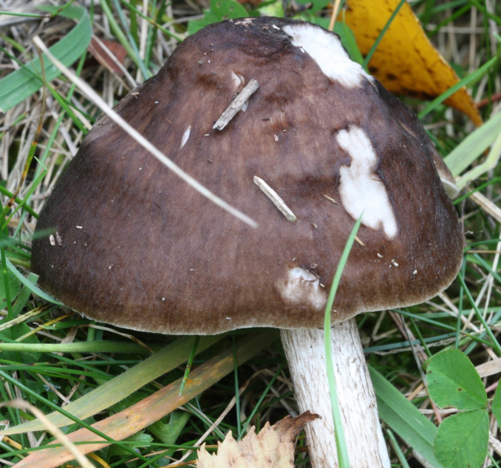 Deer Shield Fungus | NatureSpot