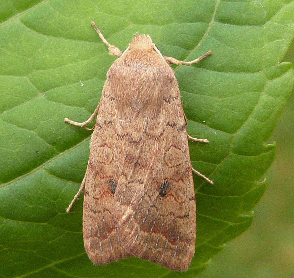 The Brick | NatureSpot