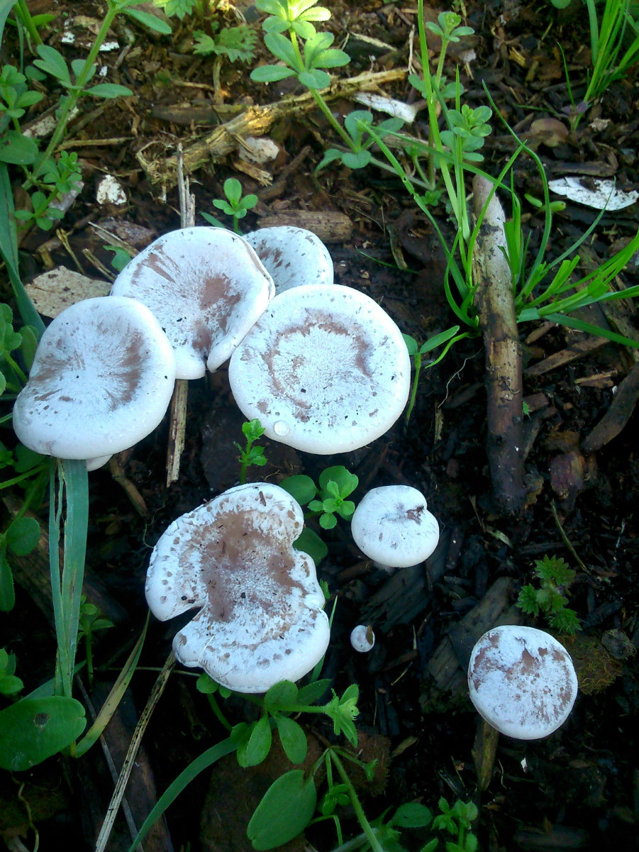 Fools Funnel | NatureSpot