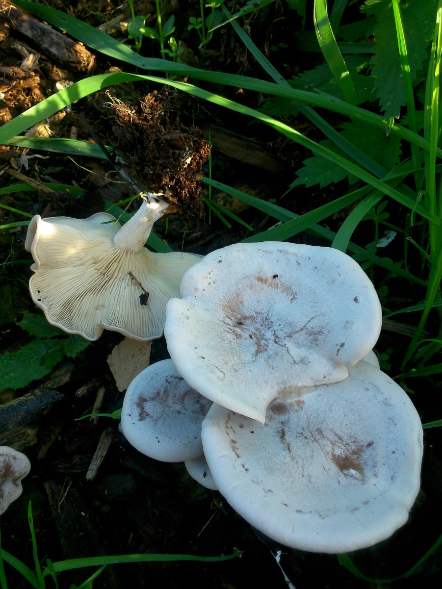 Fools Funnel | NatureSpot