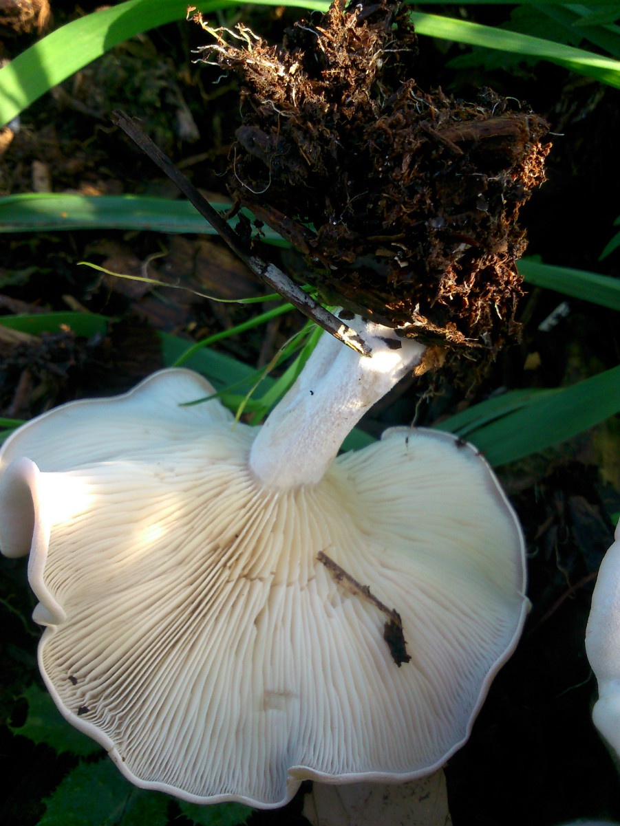 Fools Funnel | NatureSpot
