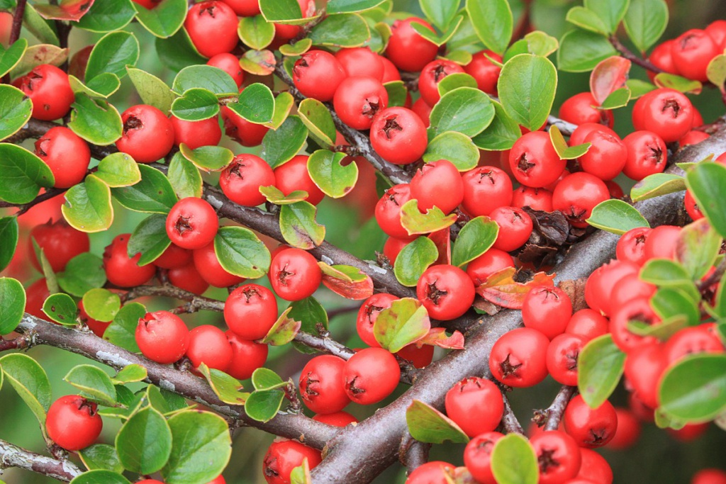 Wall Cotoneaster | NatureSpot