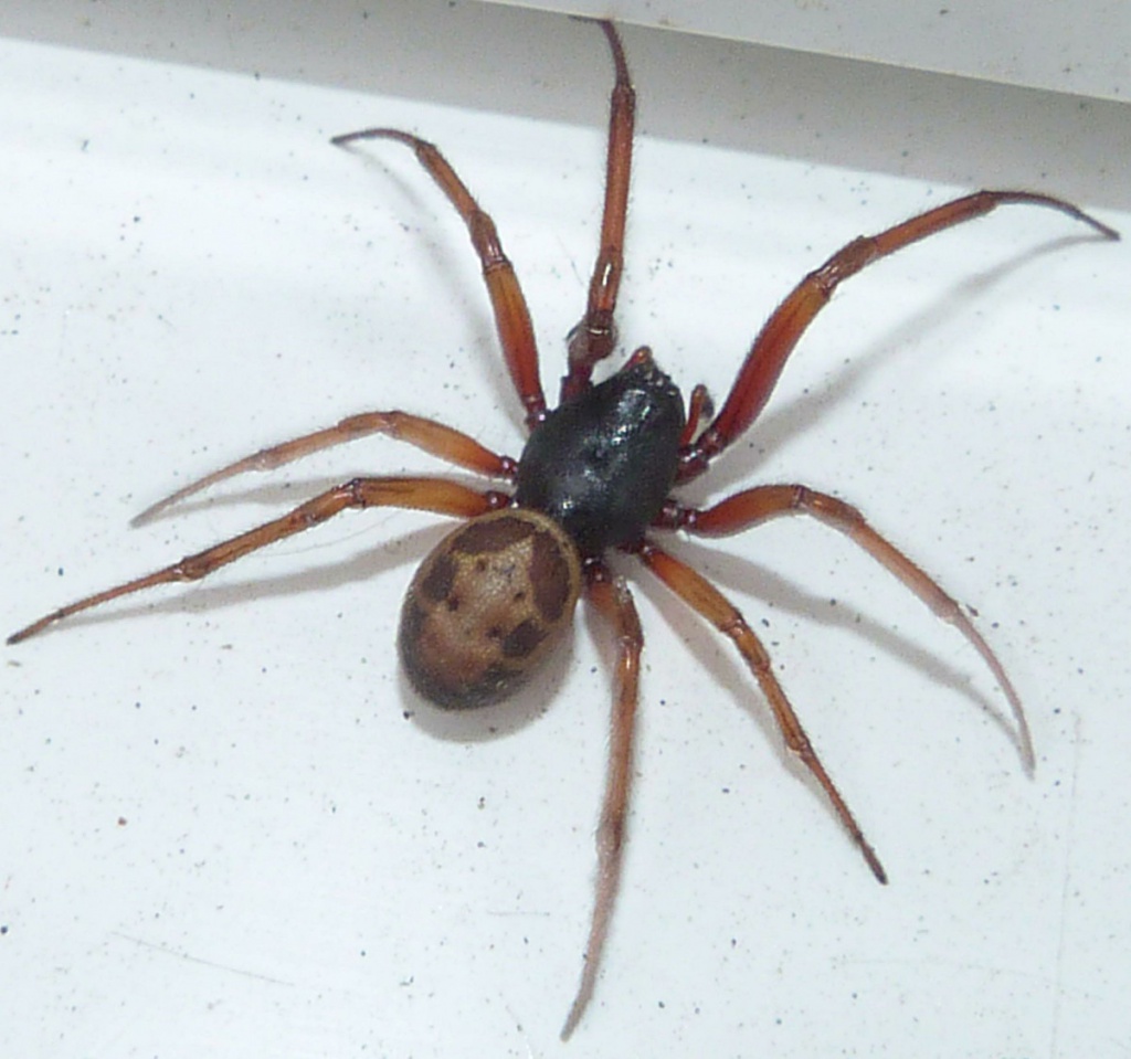 False Widow Spider NatureSpot False Widow Spider NatureSpot