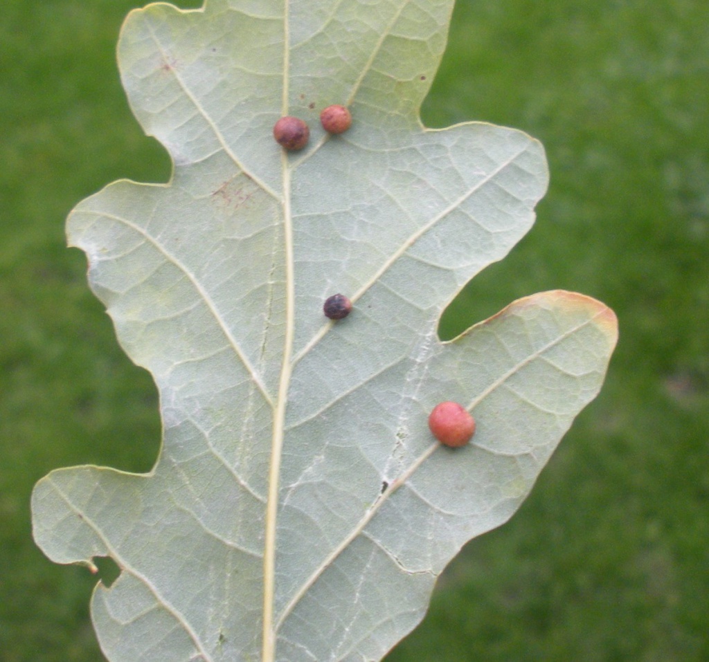 Red-pea Gall | NatureSpot