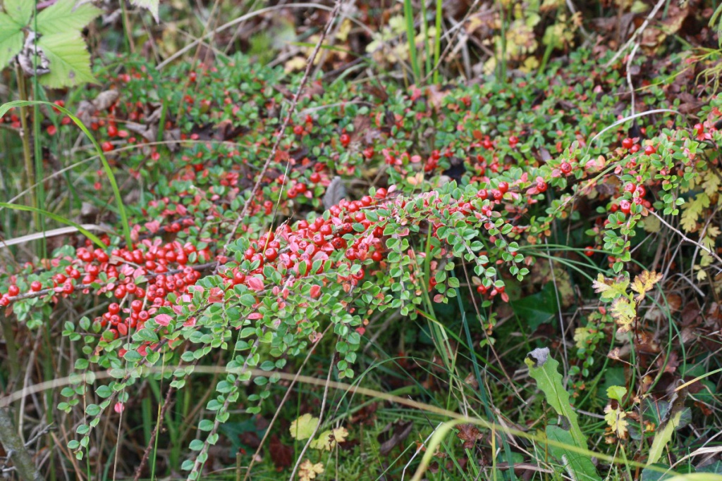 Wall Cotoneaster | NatureSpot