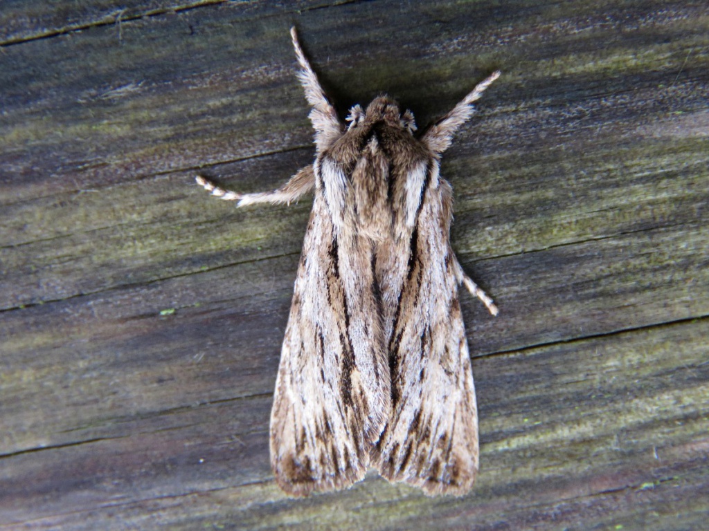 The Sprawler | NatureSpot