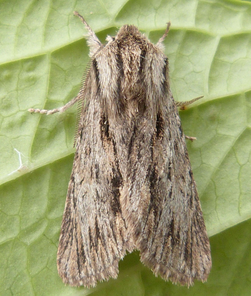 The Sprawler | NatureSpot