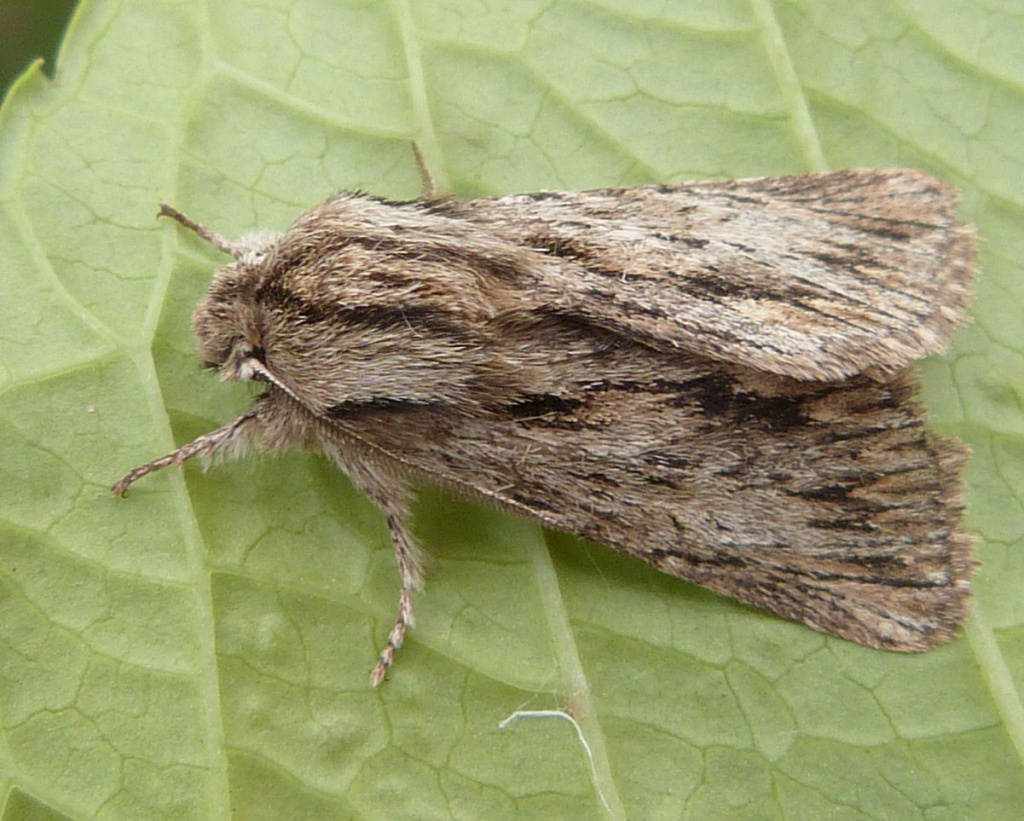 The Sprawler | NatureSpot