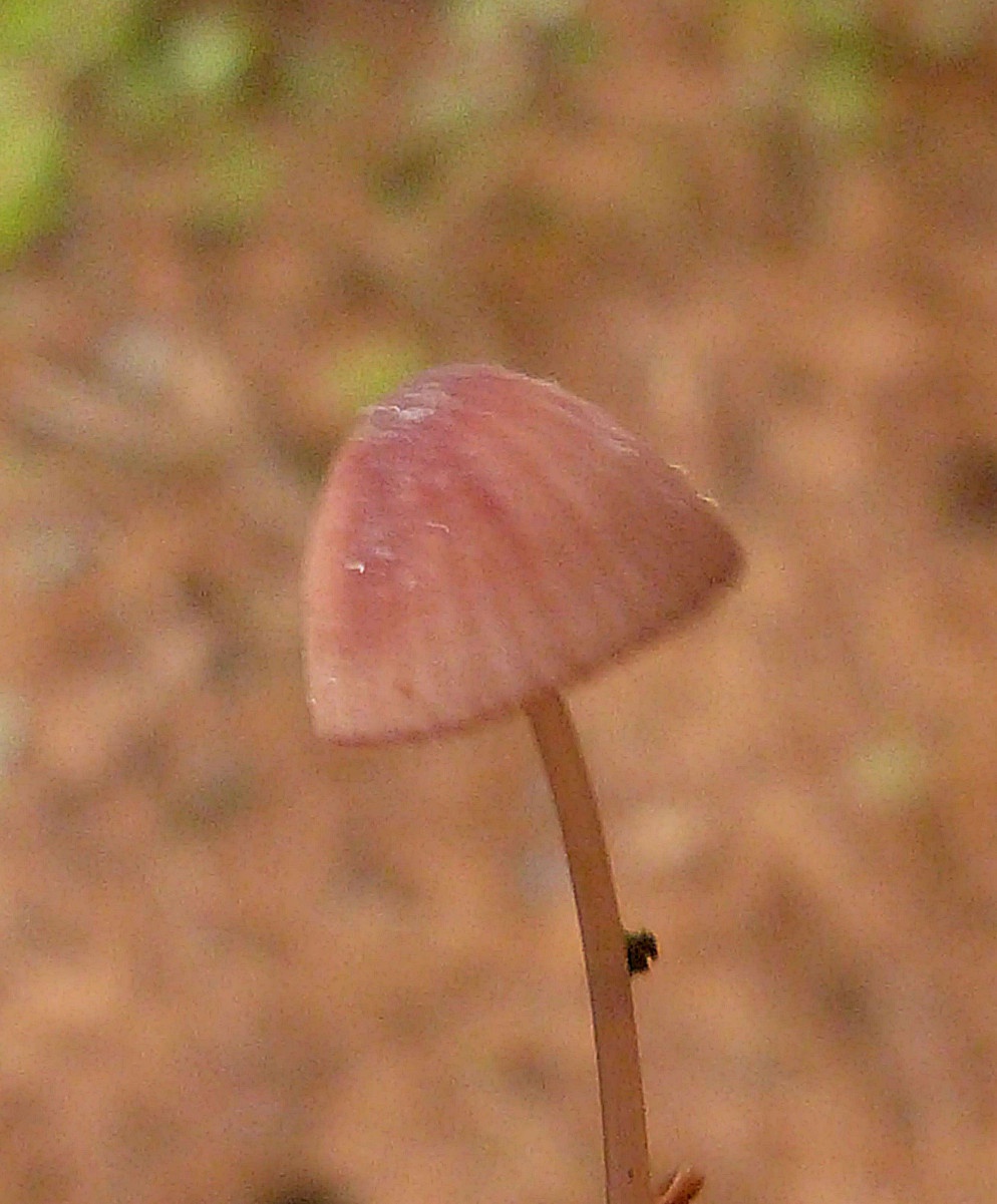 Bleeding Bonnet | NatureSpot