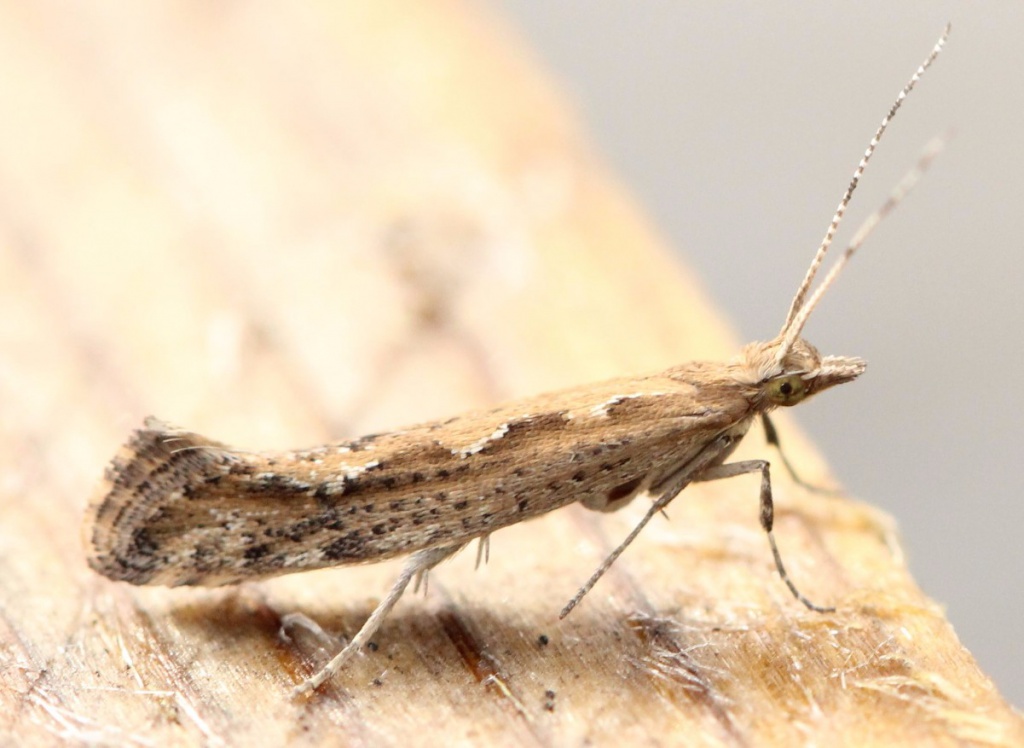 Diamond-back Moth | NatureSpot