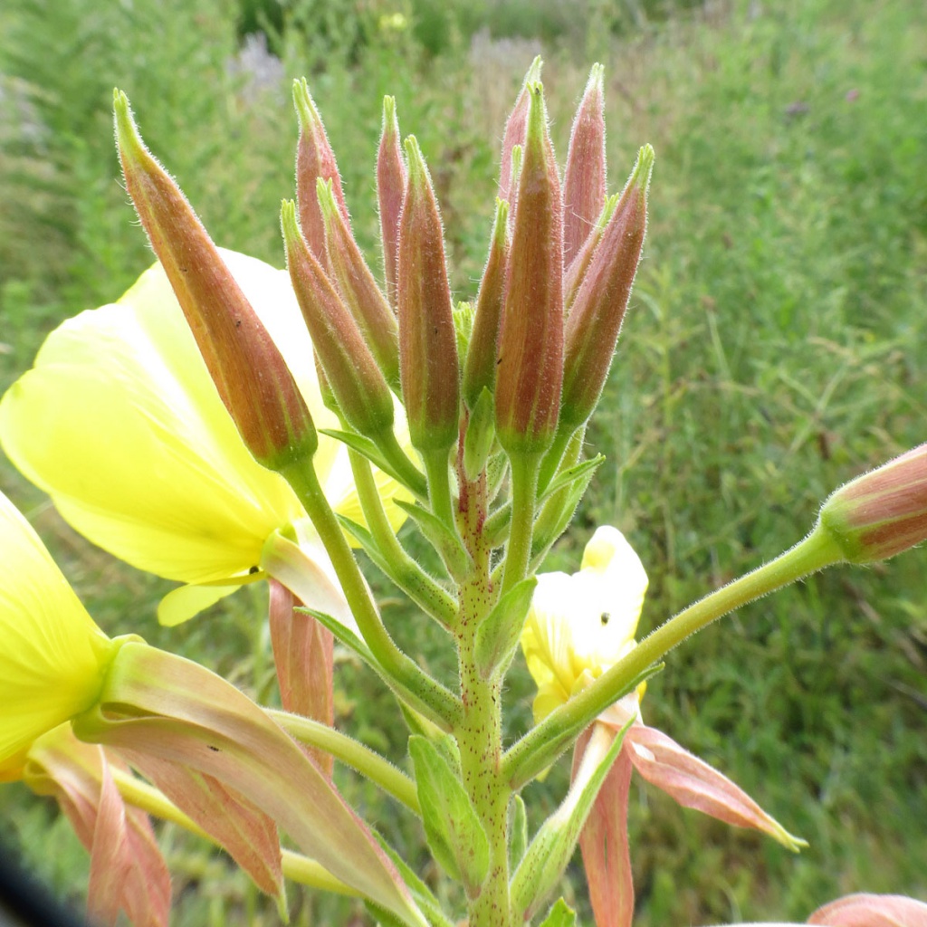Large-flowered Evening-primrose | NatureSpot