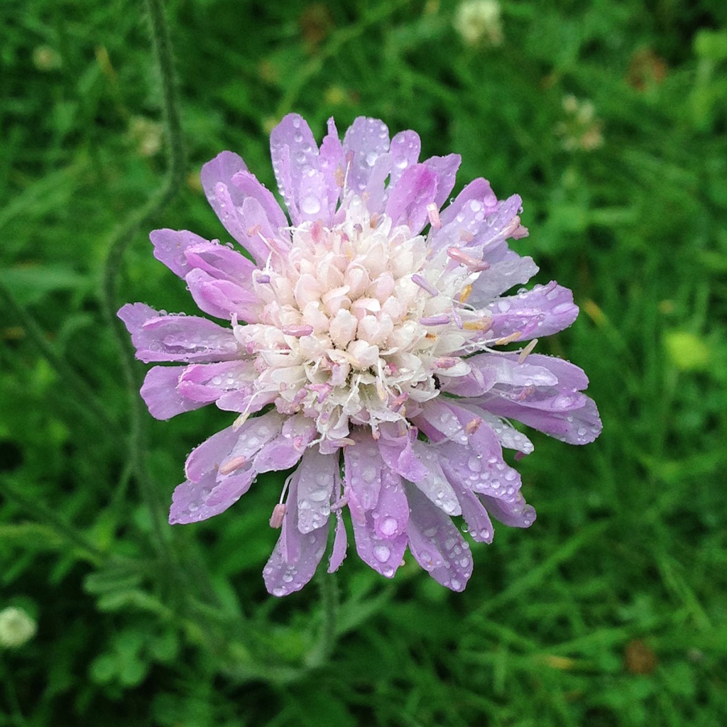 Field Scabious | NatureSpot