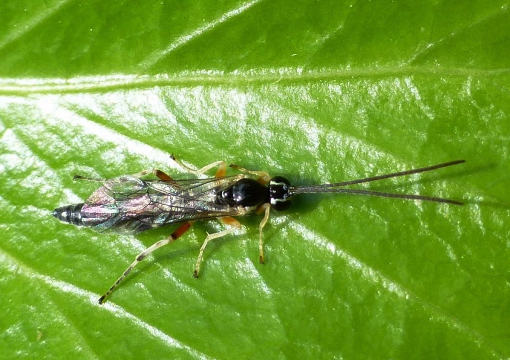 Tromatobia ovivora | NatureSpot