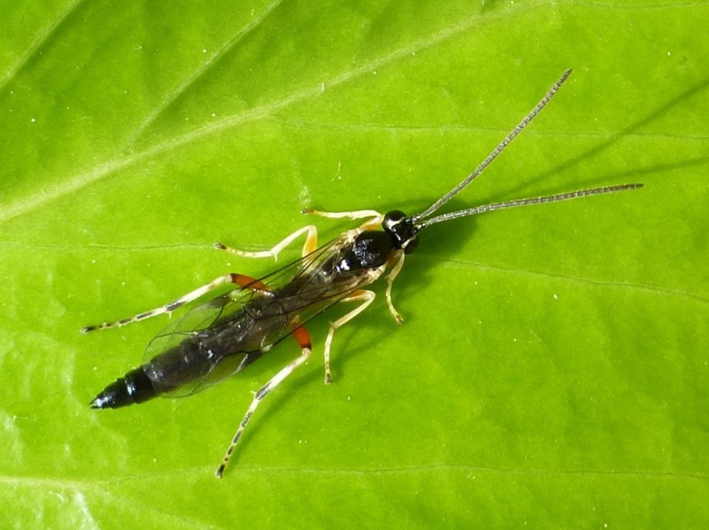 Tromatobia ovivora | NatureSpot