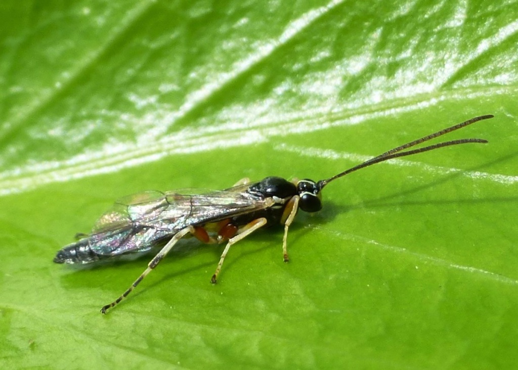 Tromatobia ovivora | NatureSpot