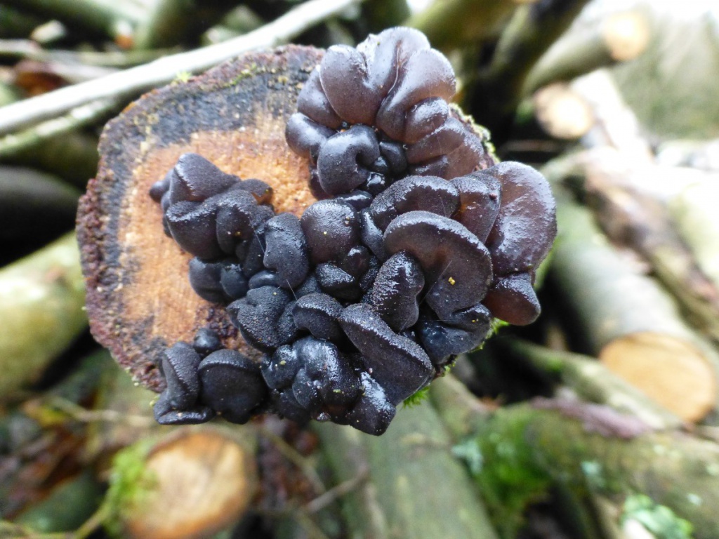 Black Bulgar | NatureSpot