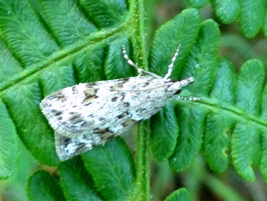 Scoparia pyralella | NatureSpot