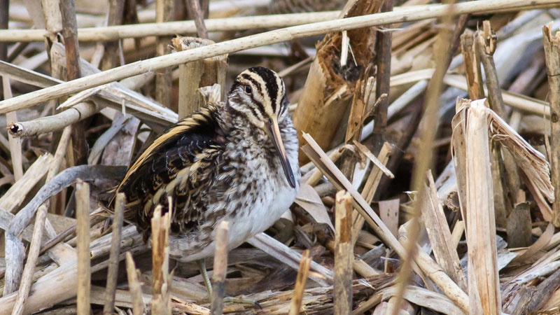 Common Snipe Habitat