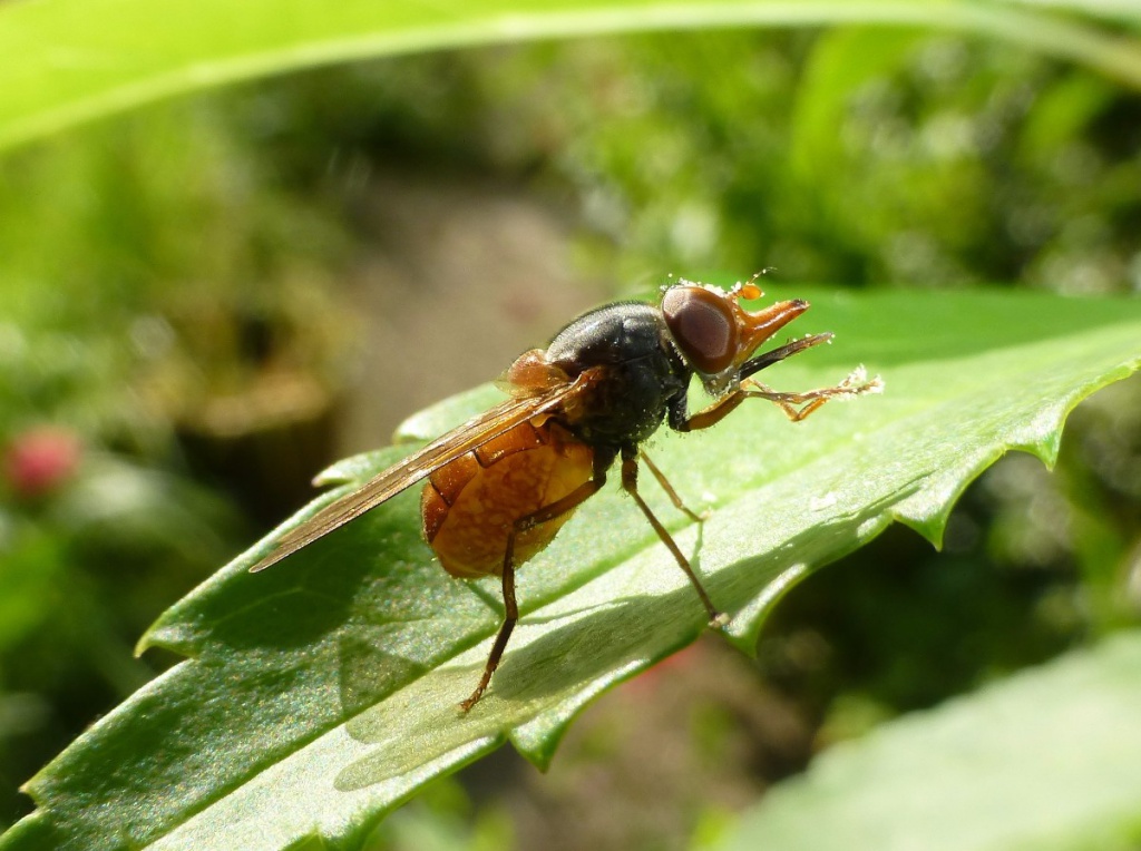 Rhingia rostrata | NatureSpot