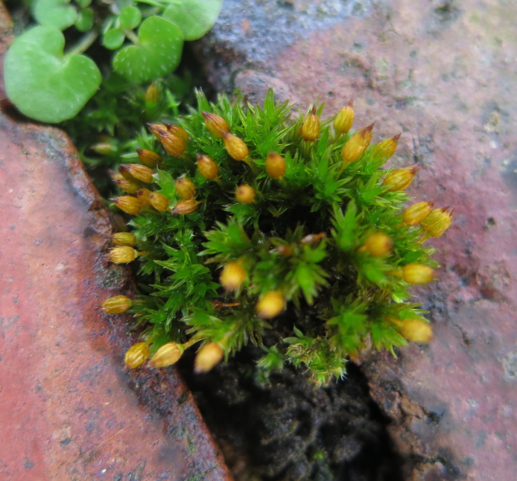 Anomalous Bristle-moss | NatureSpot