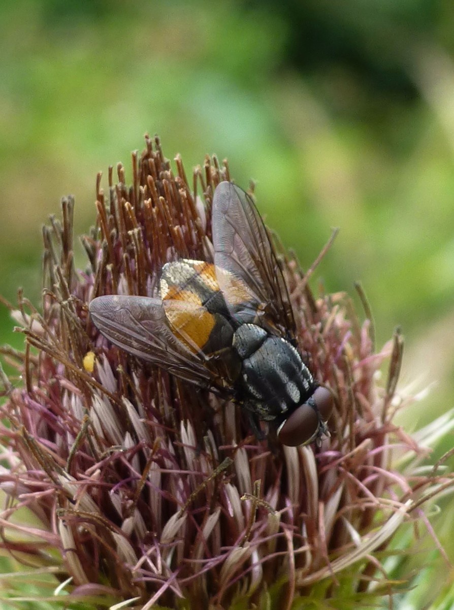 Face Fly | NatureSpot