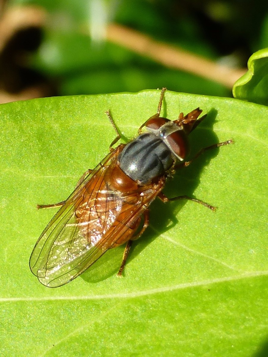 Rhingia rostrata | NatureSpot