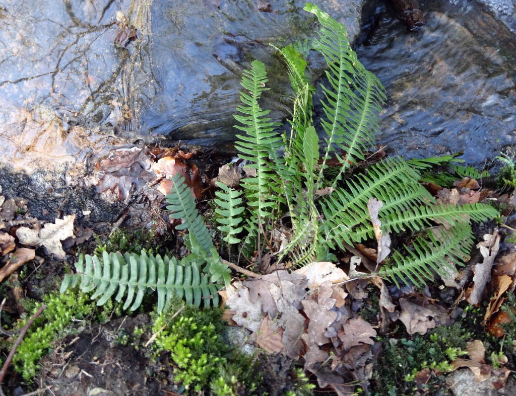 Hard-fern | NatureSpot