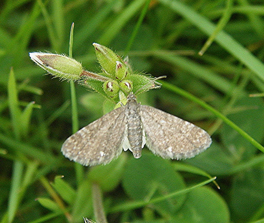 Marsh Pug | NatureSpot