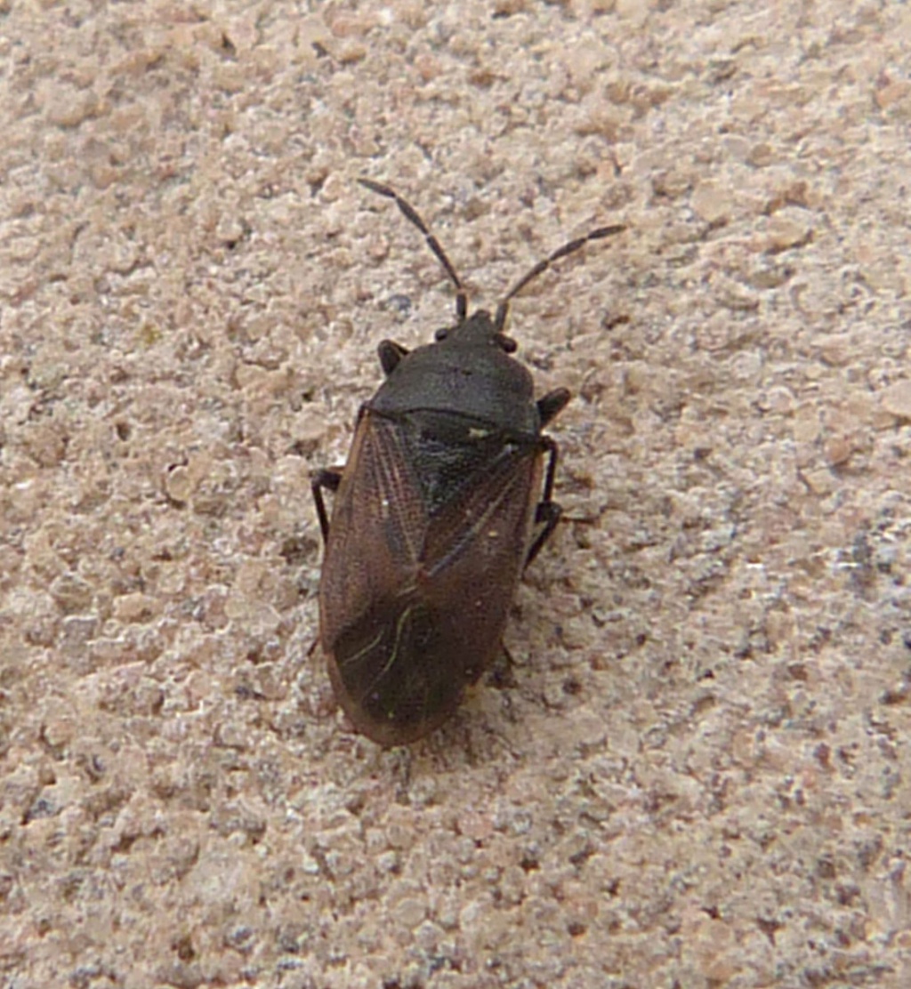 Drymus sylvaticus | NatureSpot