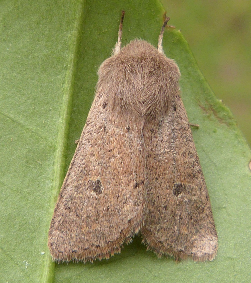 Small Quaker | NatureSpot