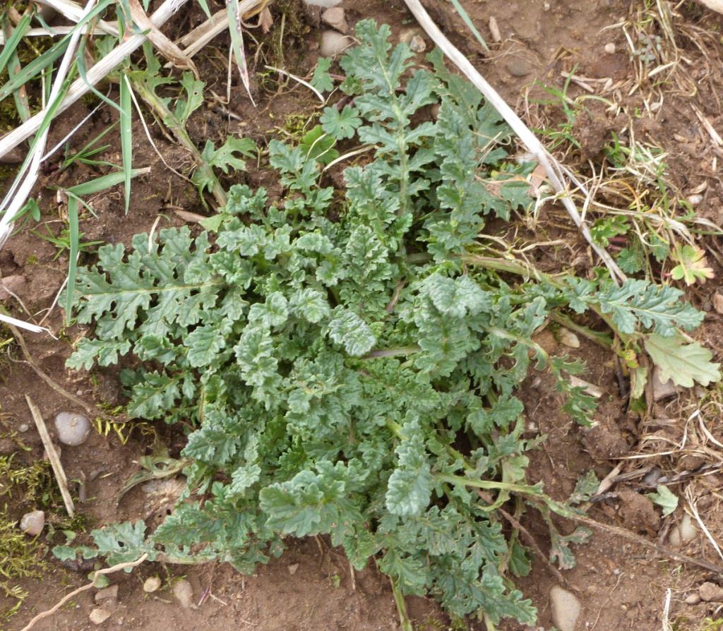 Common Ragwort | NatureSpot