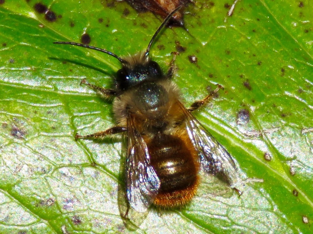 Red Mason Bee | NatureSpot