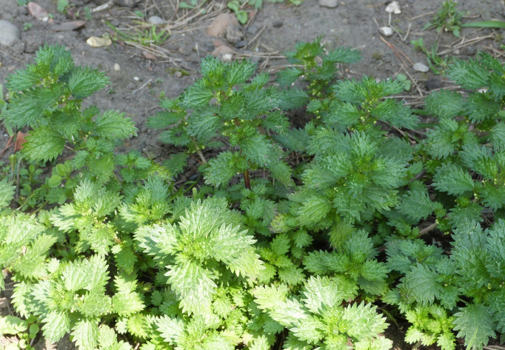 Small Nettle | NatureSpot