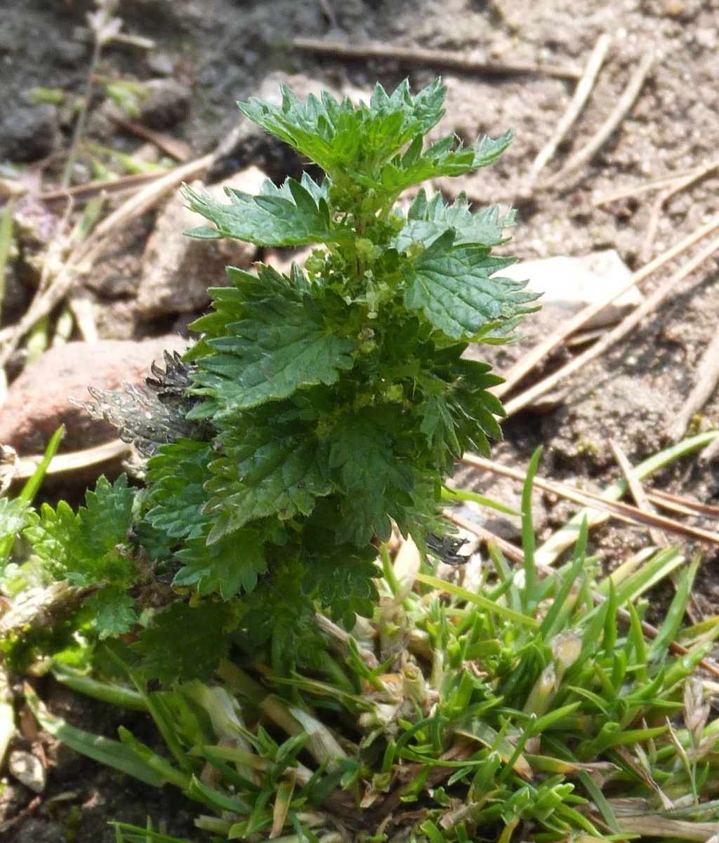 Small Nettle | NatureSpot