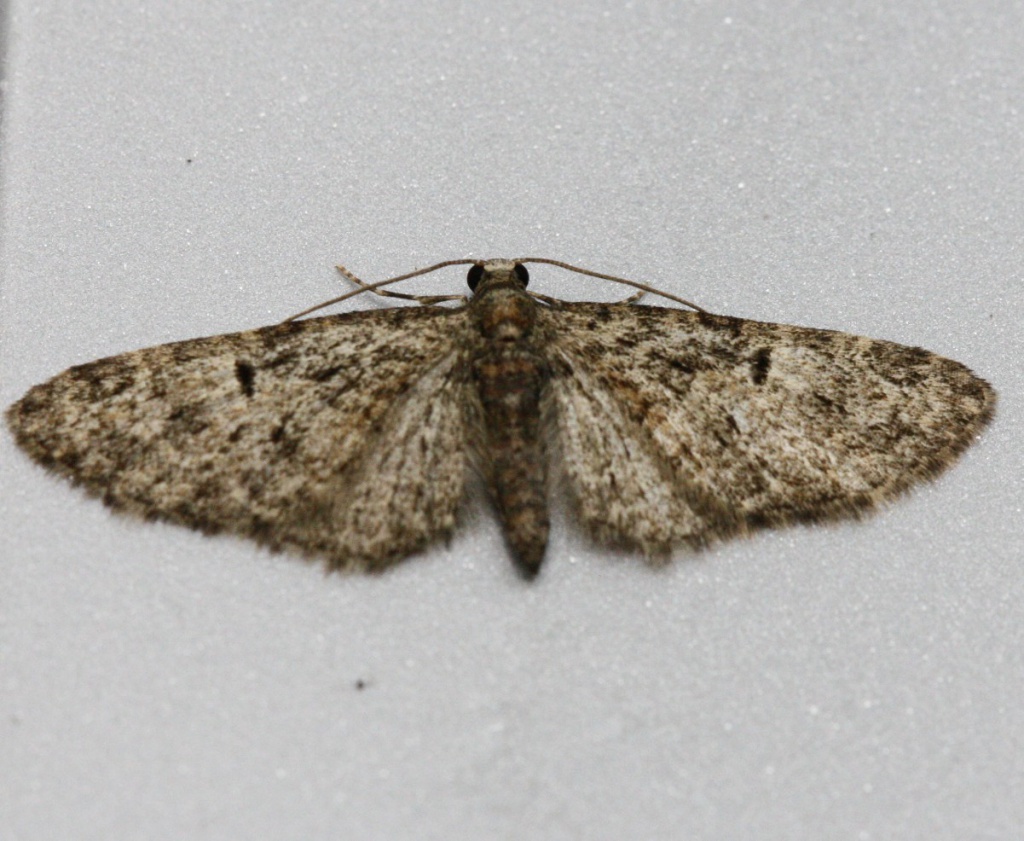 Oak-tree Pug | NatureSpot