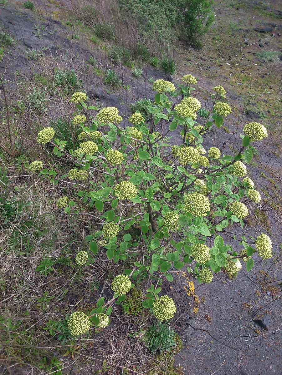 Wayfaring-tree | NatureSpot
