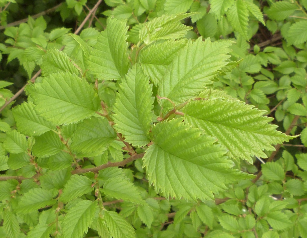Small-leaved Elm | NatureSpot