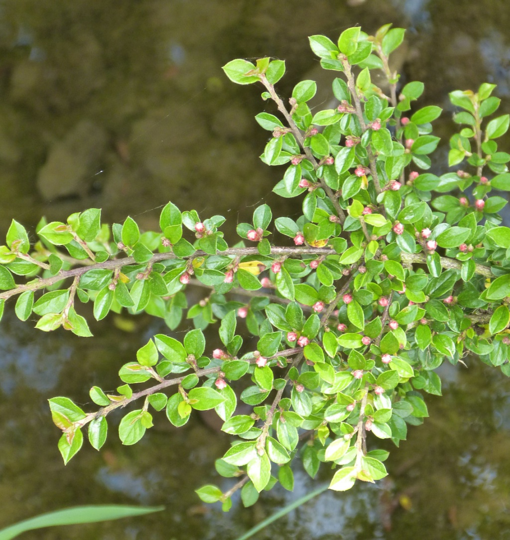 Wall Cotoneaster | NatureSpot