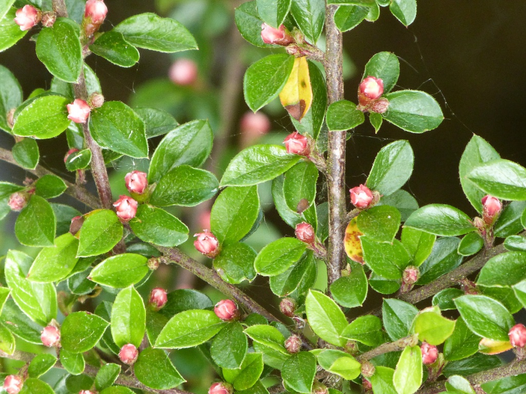 Wall Cotoneaster | NatureSpot